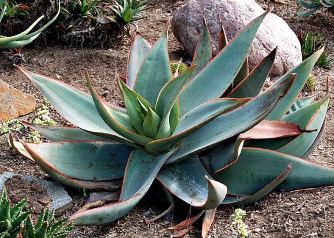 Coral Aloe Aloe Striata 15 Seeds Showy Succulent Vivid - Etsy