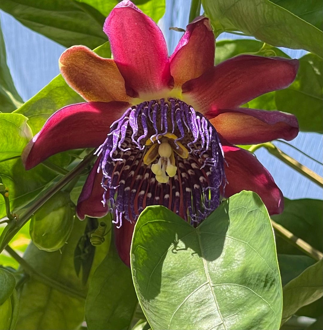 Passiflora Quadrangularis, Giant Granadilla 10 Fresh Seeds, Fragrant ...