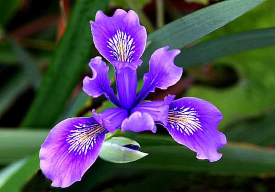 Pacific Coast Iris, Iris Douglasiana, 10 Seeds, Wild Iris, Brilliant ...