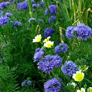 Blue Thimble Flower, 250 Seeds, Gilia Capitata, Blue Wildflower, Great ...