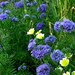 Blue Thimble Flower, 250 Seeds, Gilia Capitata, Blue Wildflower, Great ...