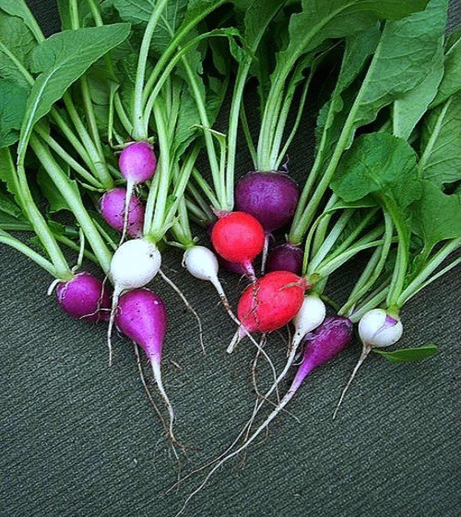 Rainbow Radish Mix 250 Seeds Crazy Colors Classic - Etsy