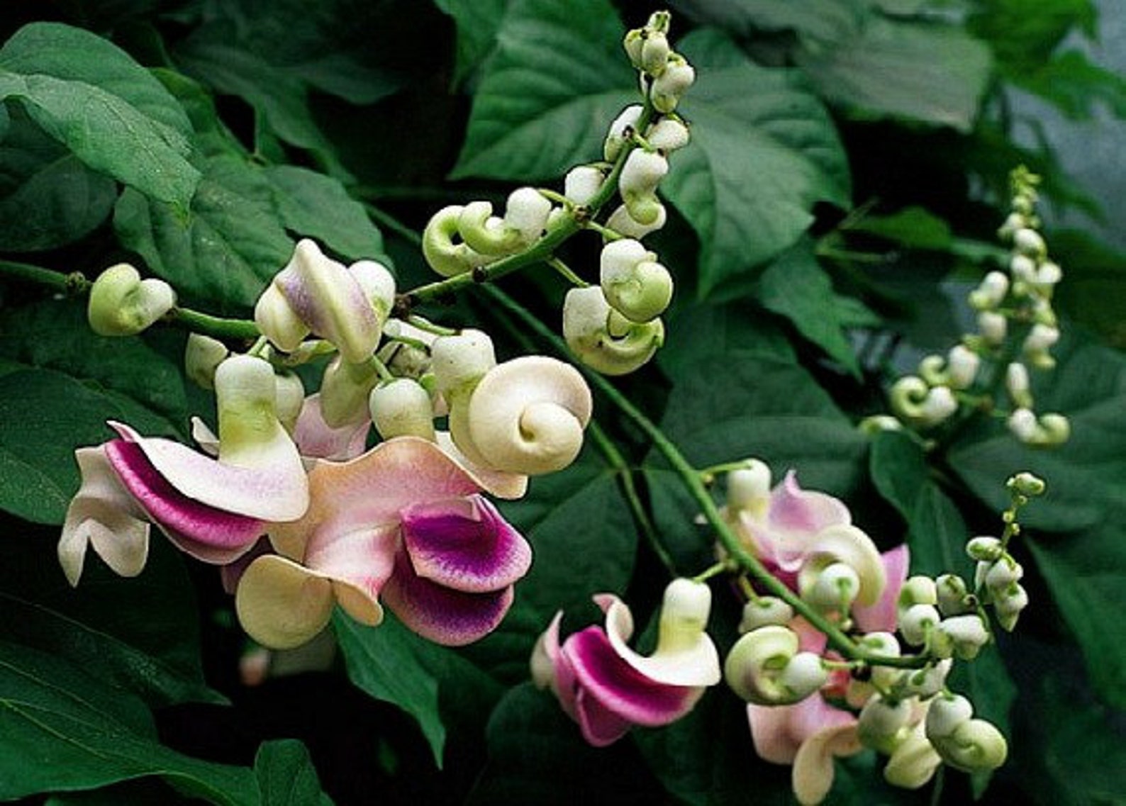 Fragrant Corkscrew Vine, Phaseolus Caracalla, 5 Rare Seeds, Tropical ...