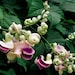 Fragrant Corkscrew Vine, Phaseolus Caracalla, 5 Rare Seeds, Tropical ...