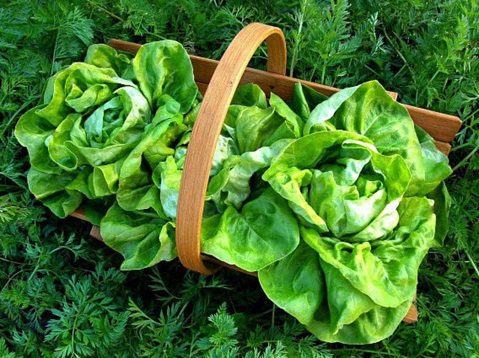 Mini Vegetable Collection 6 Dwarf Veggies Container Garden - Etsy