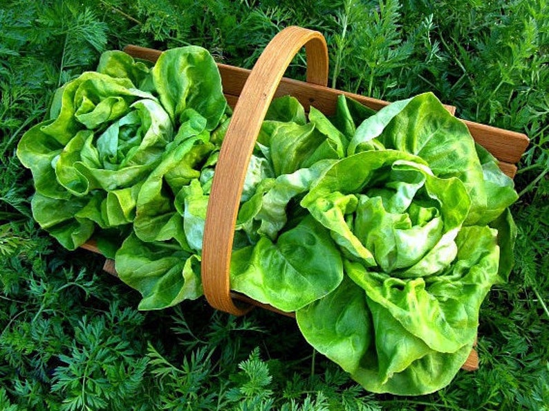 Mini Vegetable Collection, 6 Dwarf Veggies, Container Garden, Patio ...