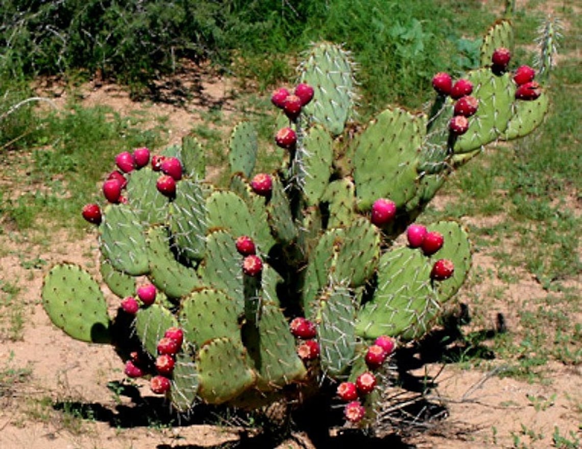 Cactus Apple Opuntia engelmannii 10 seeds showy prickly | Etsy
