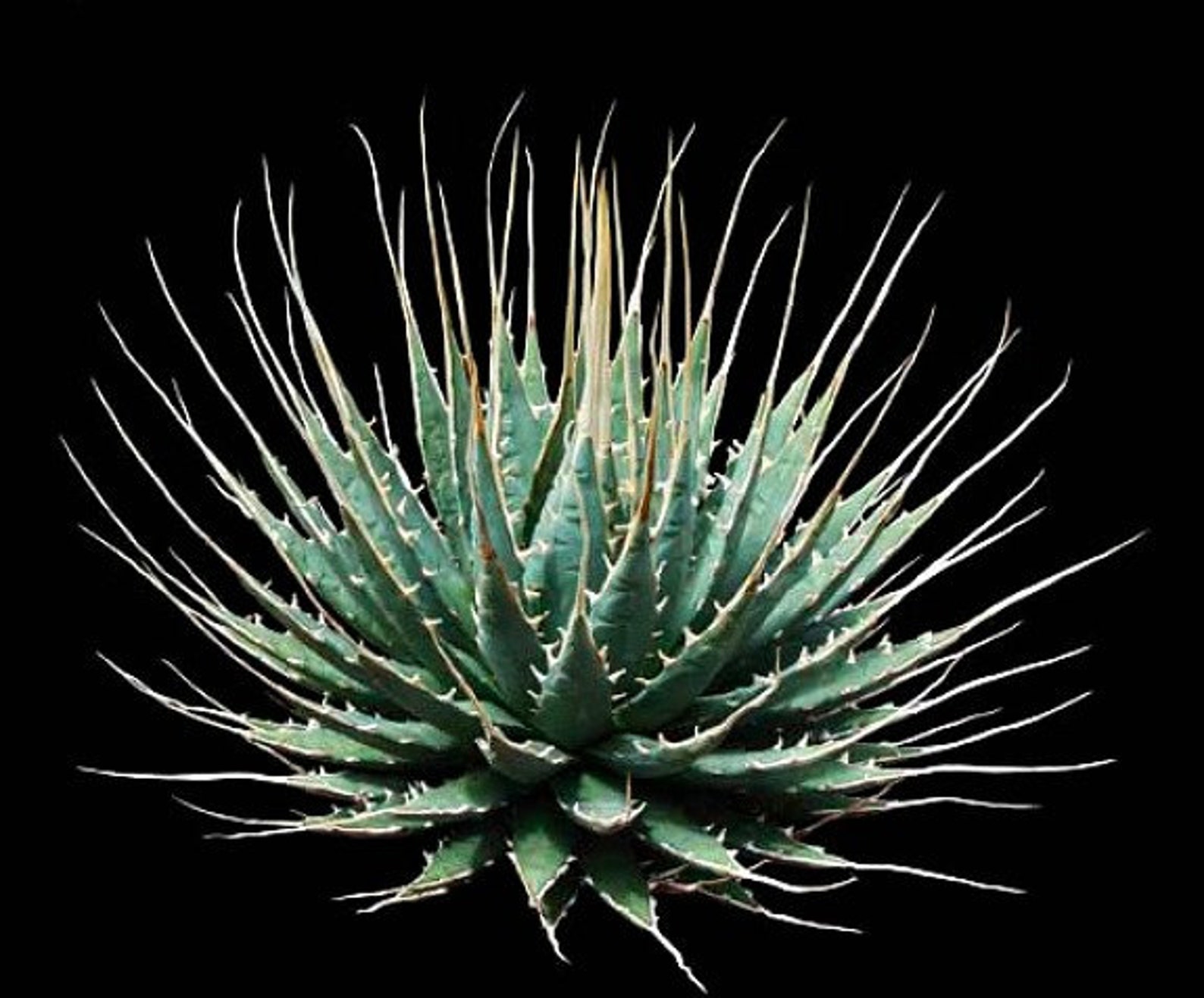 Agave Utahensis Utah Agave Rare Slate Blue Succulent 10 - Etsy