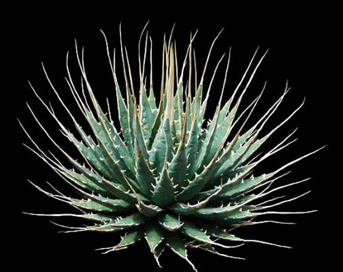 Agave Utahensis, Utah Agave, Rare Slate Blue Succulent, 5 Seeds, Loves ...