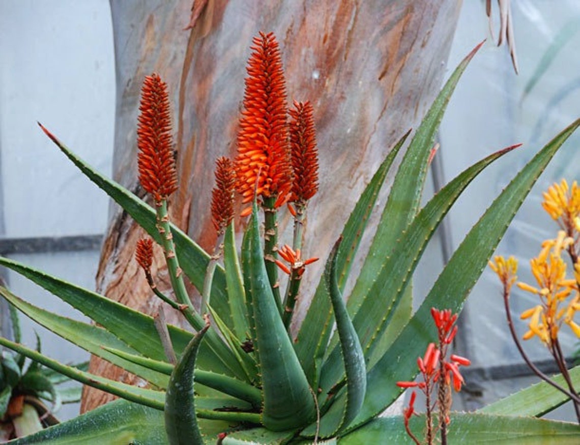 Aloe Collection, Rare Species Mix, 15 Seeds, Spots & Stripes, Bright ...