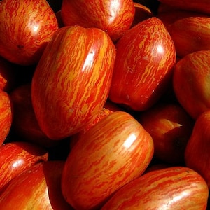 Striped Roman, Heirloom Tomato, 10 Seeds, Sweet Flavor, Great for Sauce ...