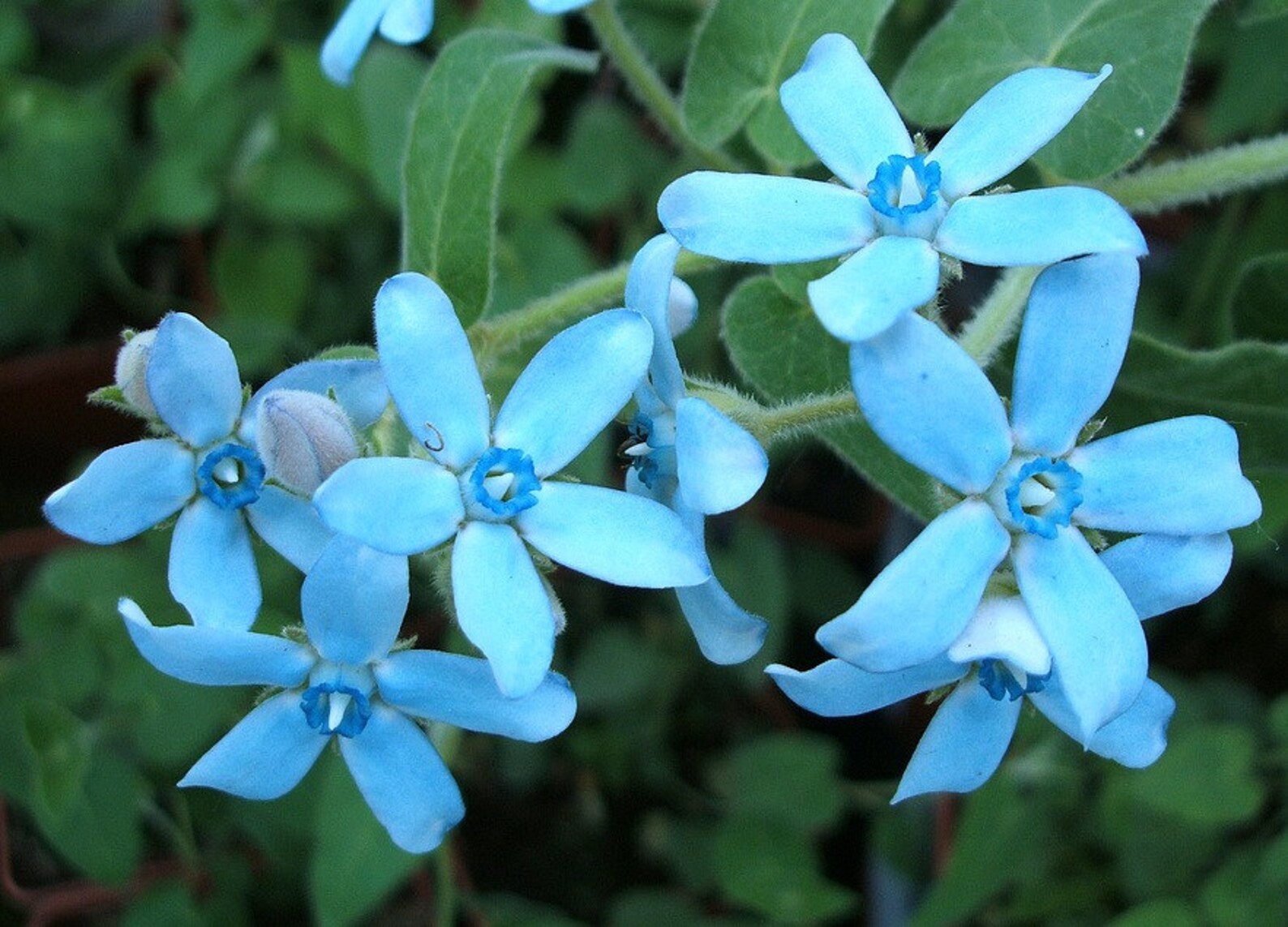 Tweedia Caerulea Blue Star Milkweed Vine 10 Seeds Rare - Etsy
