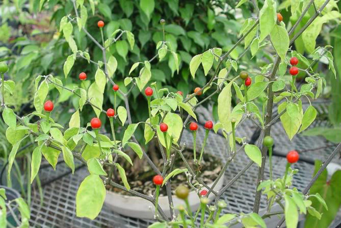 Pequin Pepper, Bird Pepper, Tiny Wild Heirlooom, 10 Seeds, Pea Sized ...