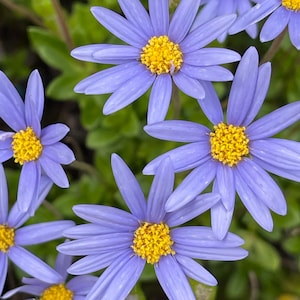Blue Marguerite, Felicia Amelloides, 15 Seeds, Full Sun, Sturdy ...