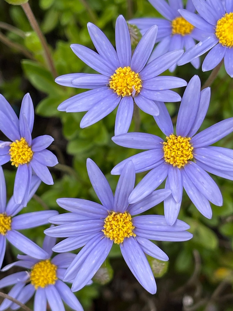 Blue Marguerite, Felicia Amelloides, 15 Seeds, Full Sun, Sturdy ...