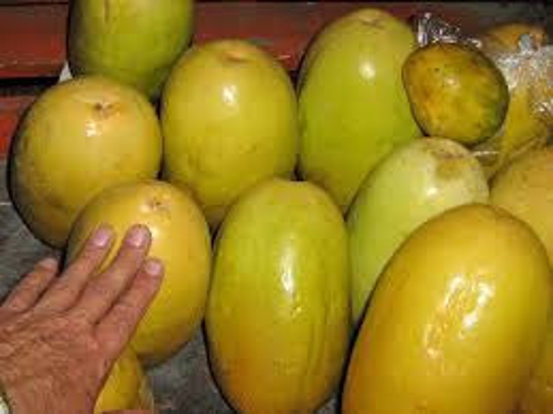 Passiflora Quadrangularis, Giant Granadilla 10 Fresh Seeds, Fragrant ...