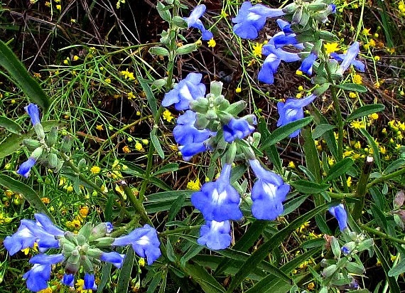 Blue Prairie Plants Cornflower Seed | Centaurea Cyanus 2g