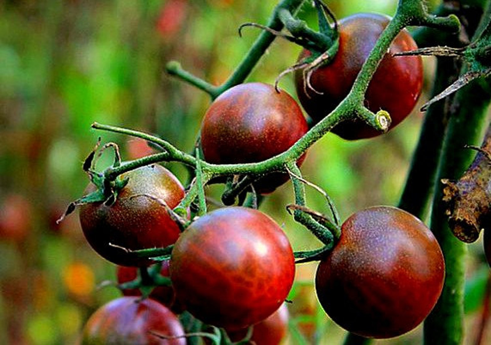 Black Zebra cherry tomato 15 heirloom seeds showy fruit | Etsy