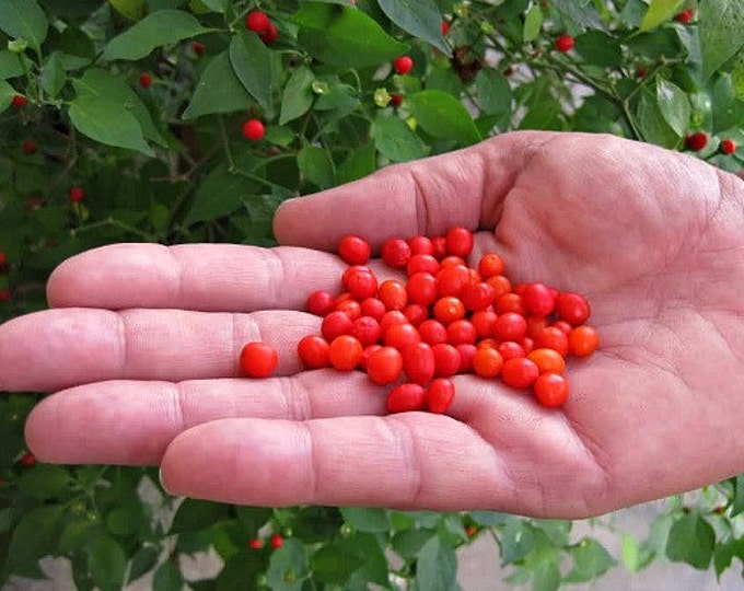 Pequin Pepper, Bird Pepper, Tiny Wild Heirlooom, 10 Seeds, Pea Sized ...