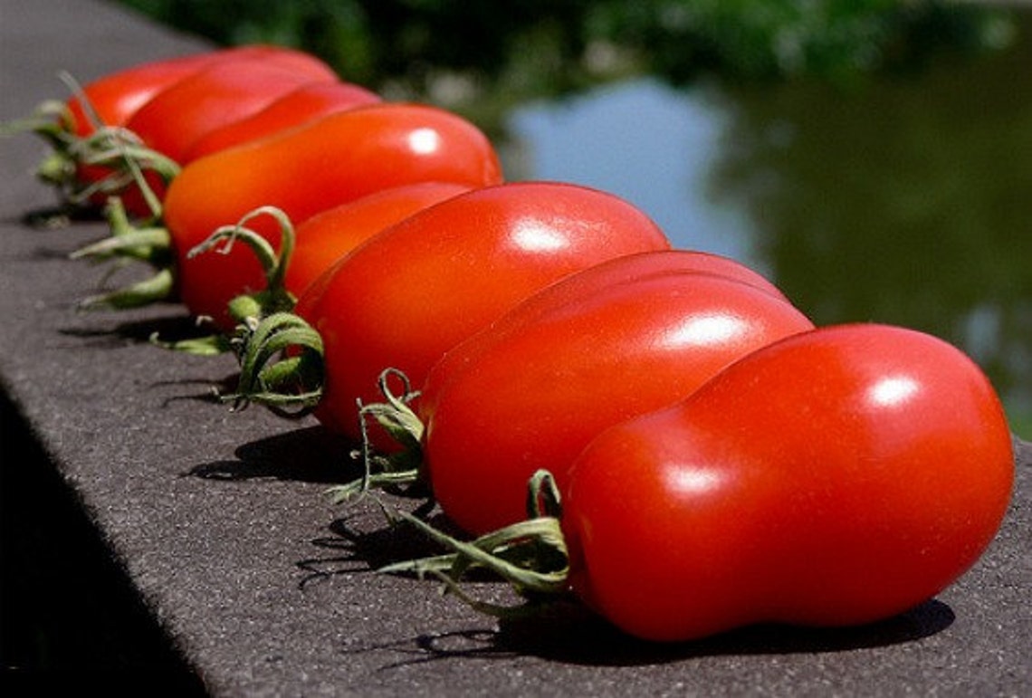 San Marzano Tomato, Italian Heirloom, 15 Seeds, Cook's Favorite, Sauces ...