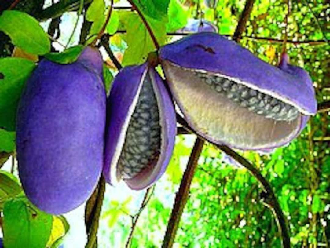 Akebia Trifoliata, Chocolate Vine, 5 Rare Seeds, Fragrant Blooms ...