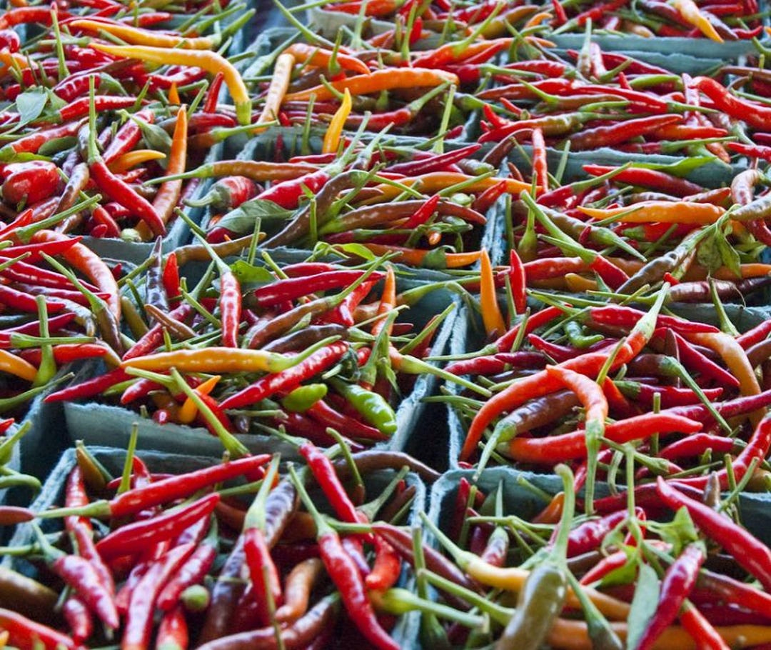 Exotic Hot Chile Pepper Collection, 50 Seeds, Great Gift for Gardeners ...