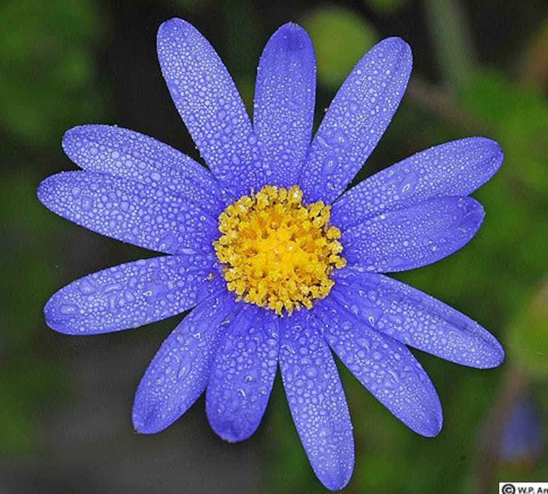 Blue Marguerite, Felicia Amelloides, 15 Seeds, Full Sun, Sturdy ...