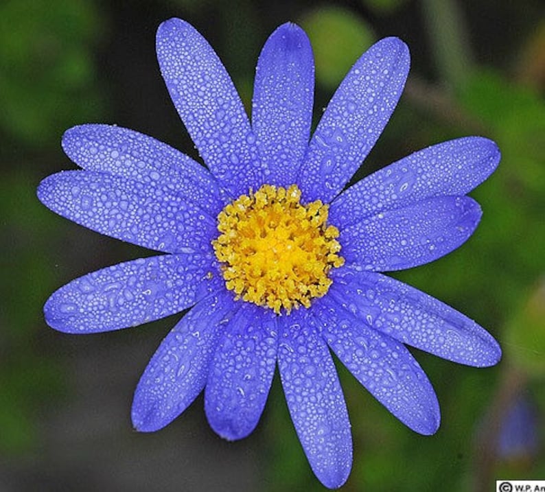 Blue Marguerite, Felicia Amelloides, 15 Seeds, Full Sun, Sturdy ...