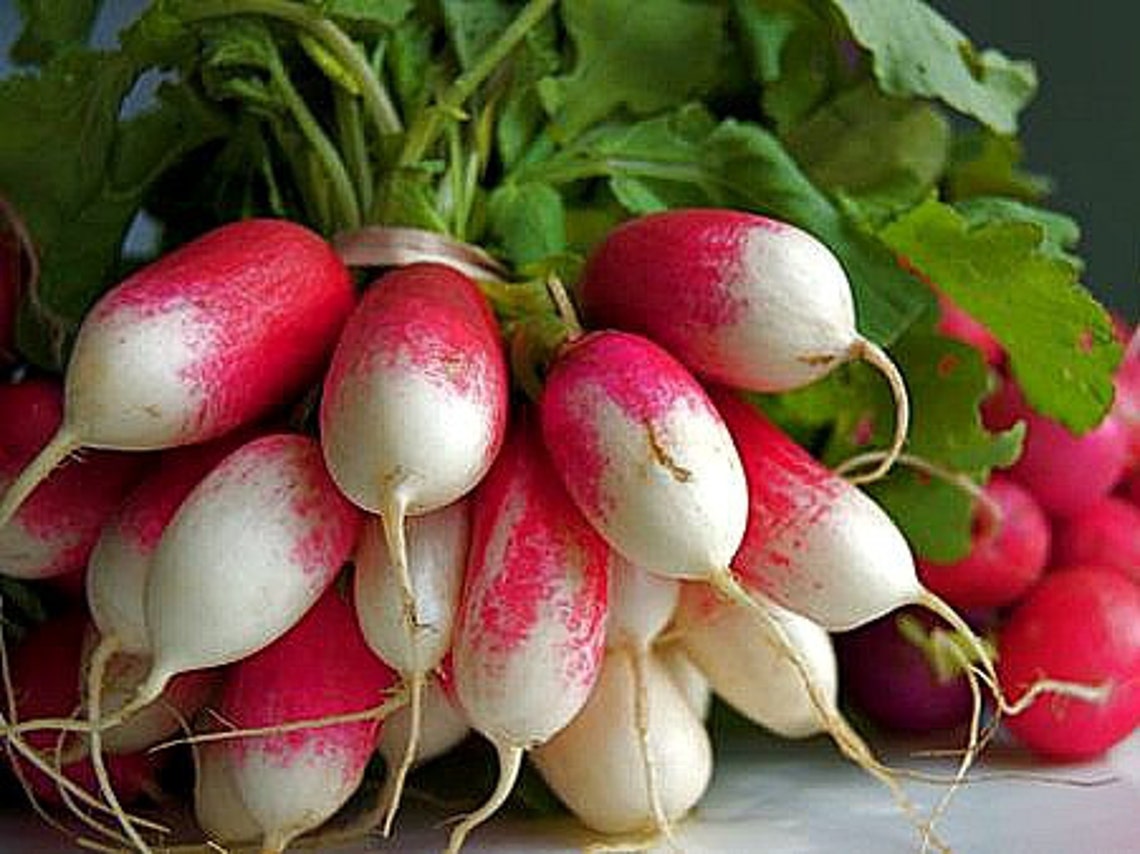 Rainbow Radish Mix 250 Seeds Crazy Colors Classic - Etsy