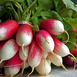 Rainbow Radish Mix, 250 Seeds, Crazy Colors, Classic Heirlooms, Plant ...