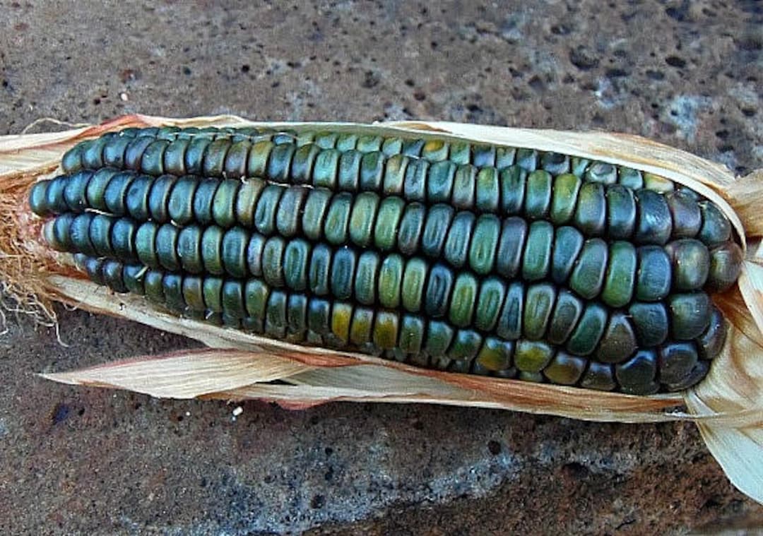 Oaxacan Green Dent Corn, 25 Bulk Seeds, Gorgeous Heirloom From Mexico ...