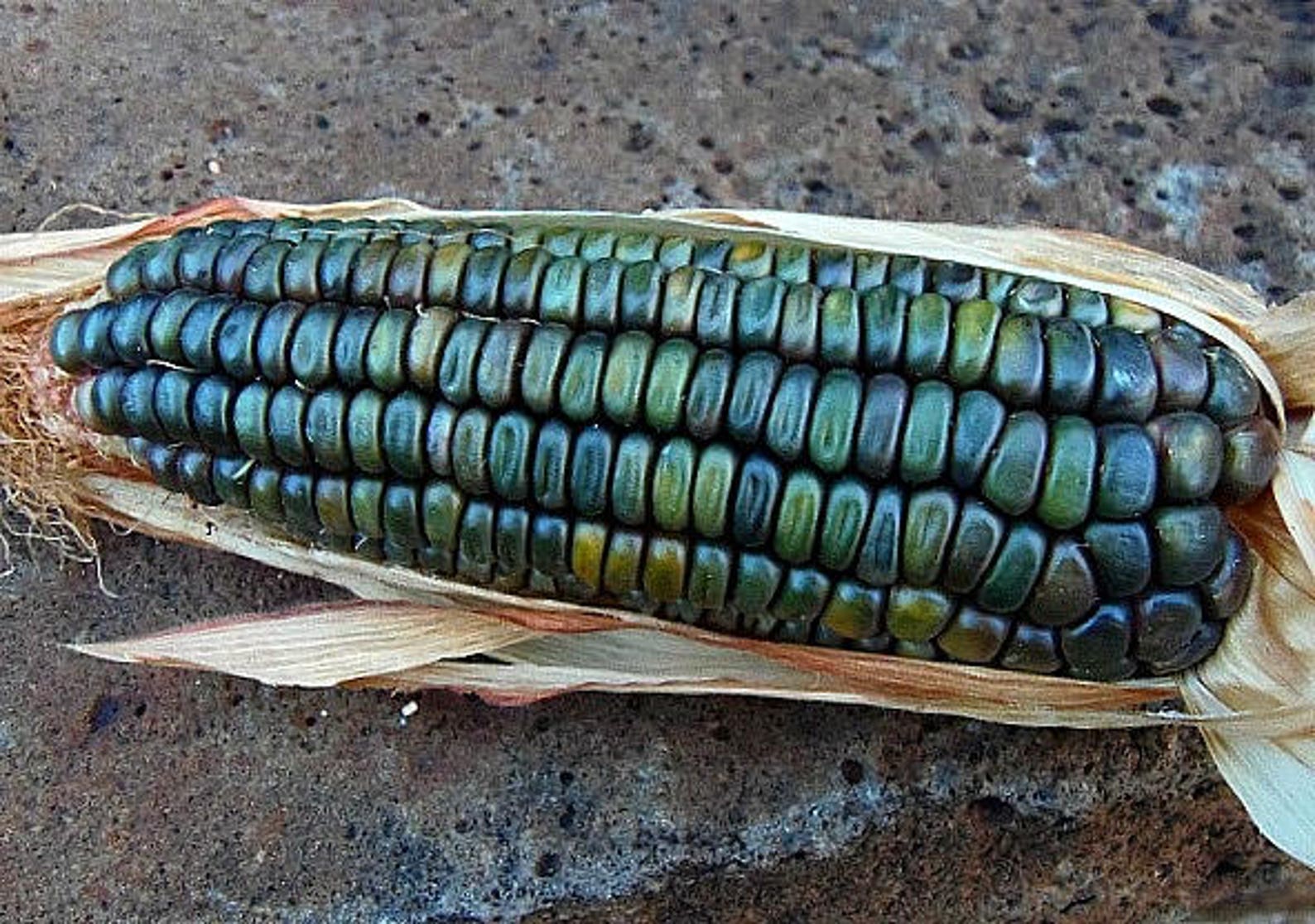 Oaxacan Green Dent Corn, 25 Bulk Seeds, Gorgeous Heirloom From Mexico ...