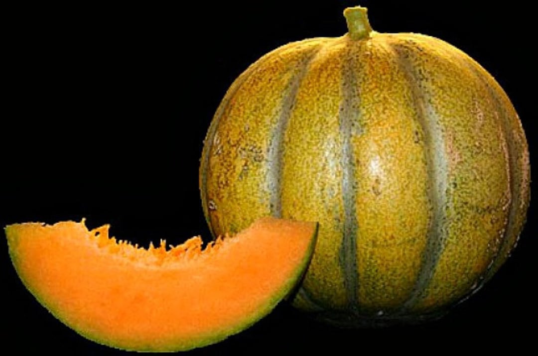 Tiny French Melon, Petit Gris De Rennes, 10 Heirloom Seeds, Cool ...