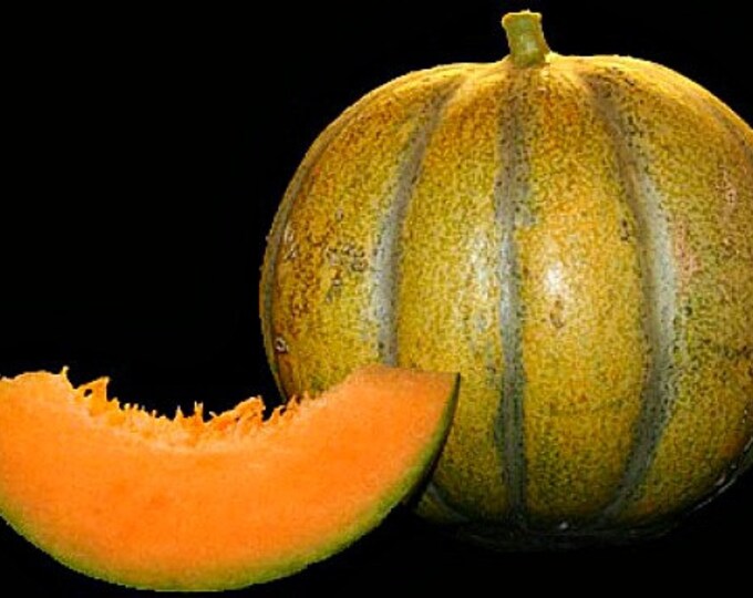 Kajari Melon Seeds Mini Melons - Etsy