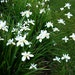 Fortnight Lily, Dietes Grandiflora, 10 Seeds, African Lily, Drought ...