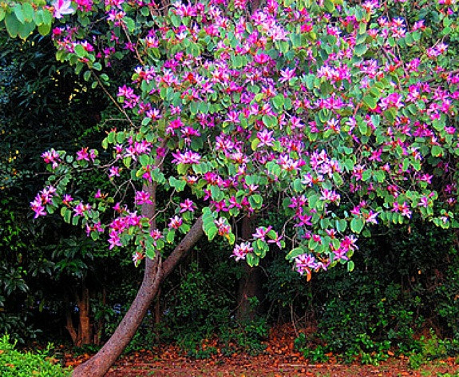 Bauhinia Purpurea, Magenta Hong Kong Orchid Tree, 10 Seeds, Spectacular ...