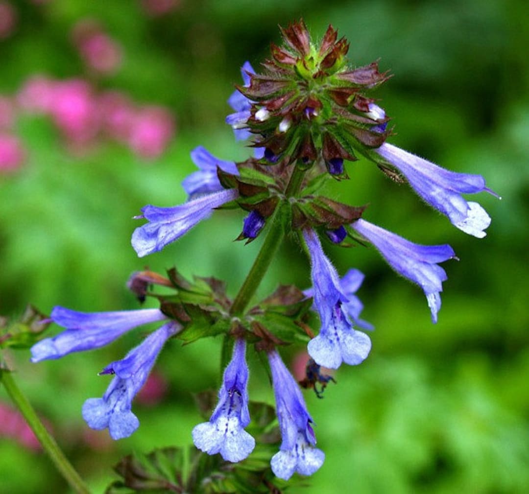 Salvia Lyrata, Lyre Leaf Sage, 10 Seeds, Cool Foliage, Lavender Blooms ...