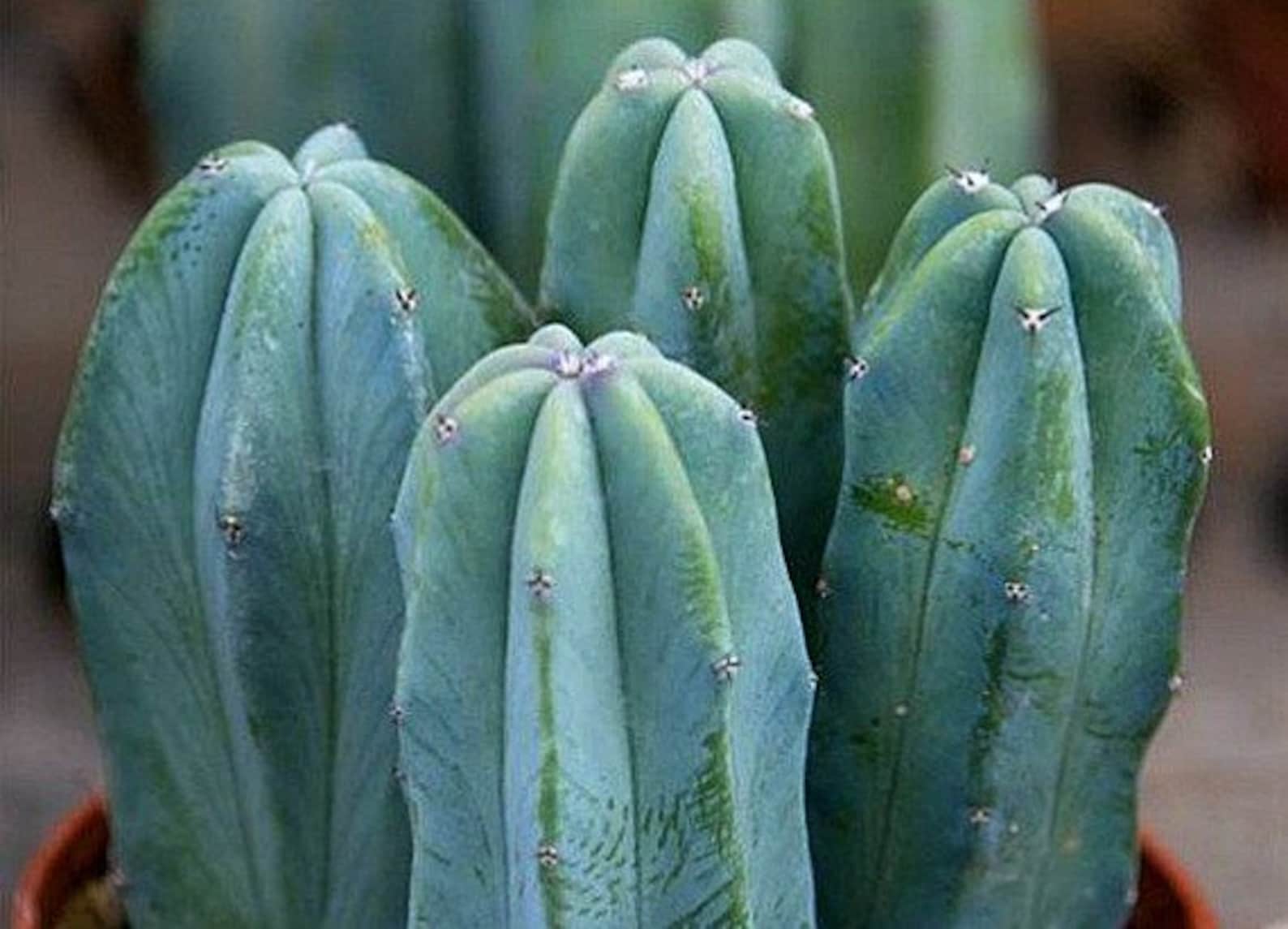 Bilberry Cactus, Vivid Blue, 10 Seeds, Sweet Magenta Berries, Delicious ...