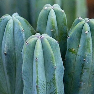Bilberry Cactus, Vivid Blue, 10 Seeds, Sweet Magenta Berries, Delicious ...