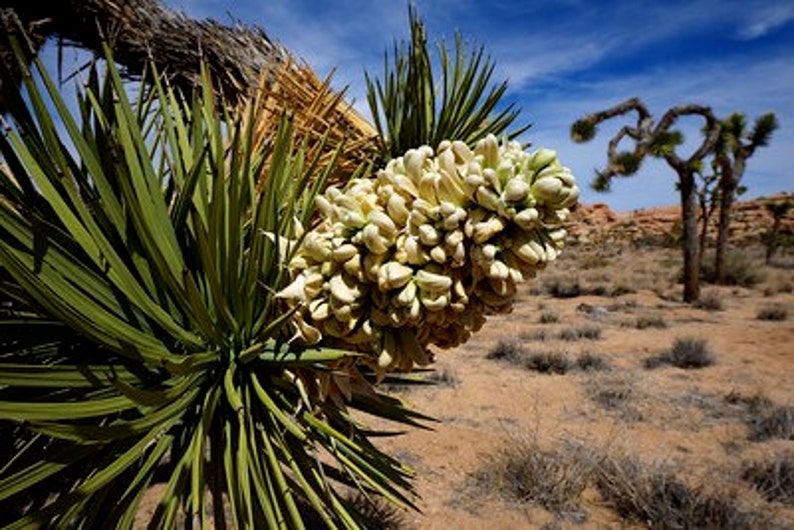 Joshua Tree Seeds: Yucca Brevifolia, Drought Tolerant, Zones 6-10 (10 ...