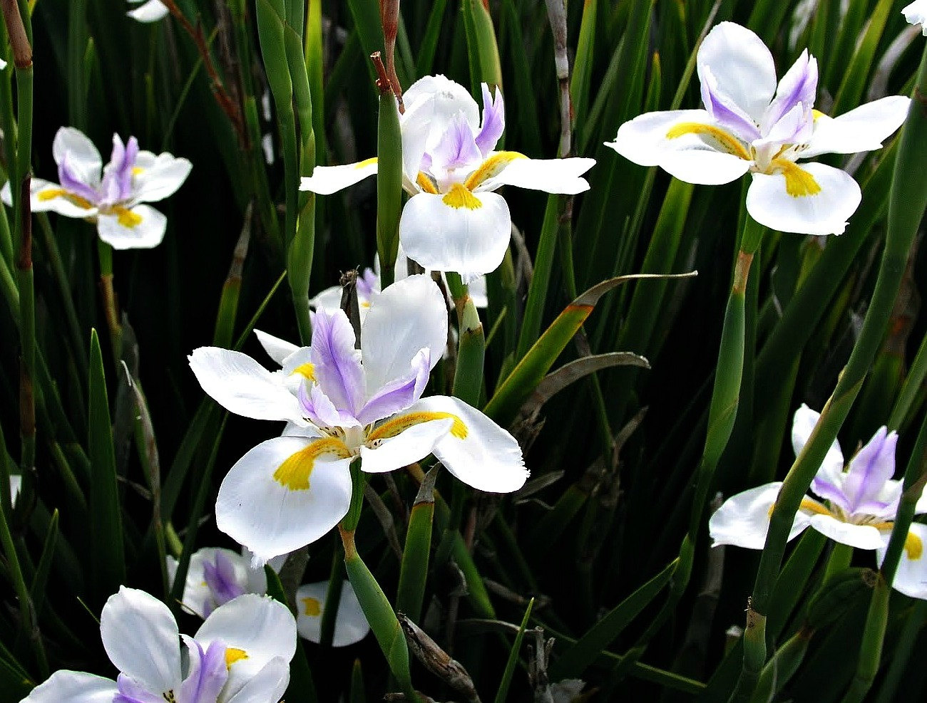 Fortnight Lily, Dietes Grandiflora, 10 Seeds, African Lily, Drought ...