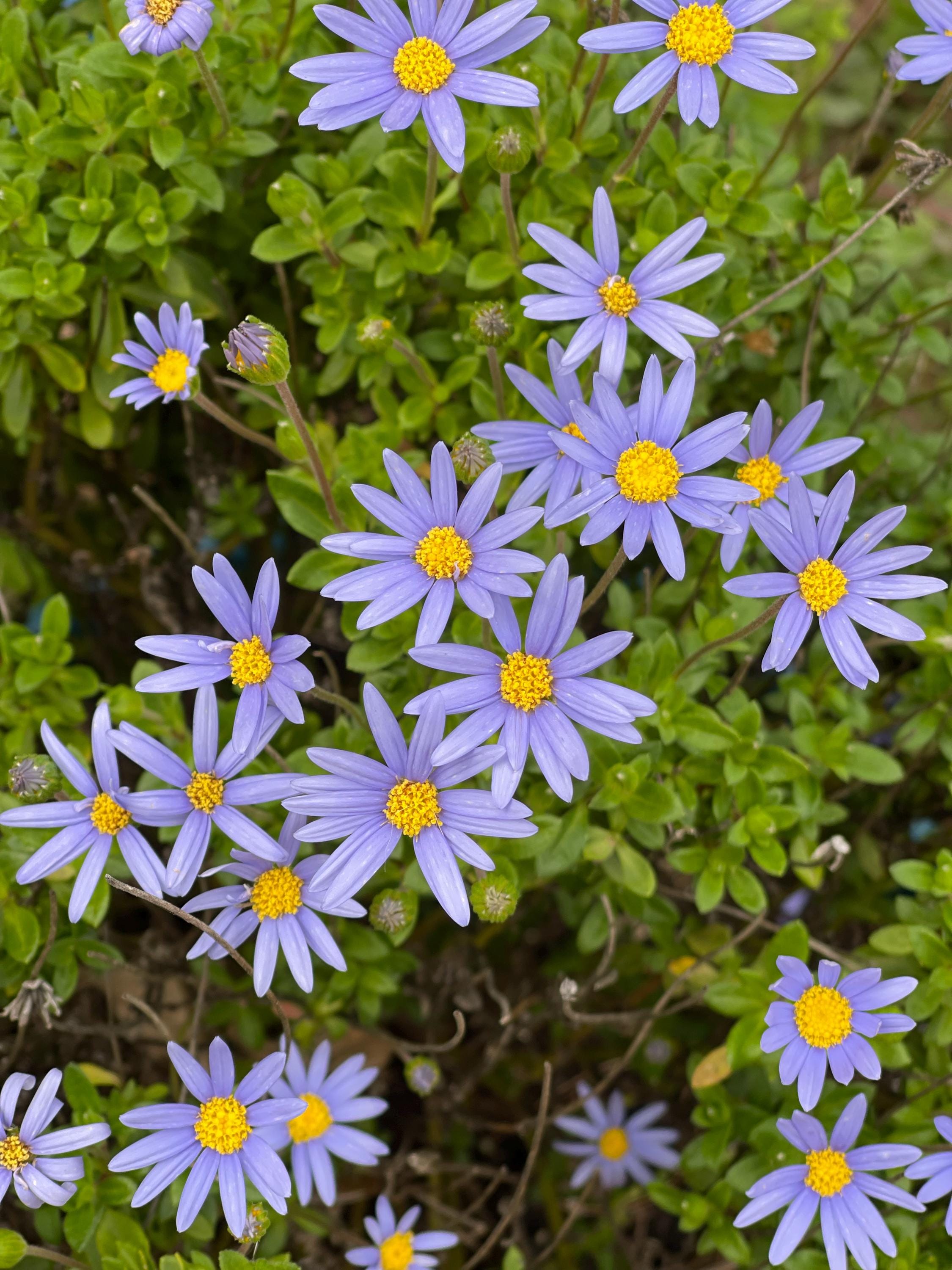 Blue Marguerite, Felicia Amelloides, 15 Seeds, Full Sun, Sturdy ...