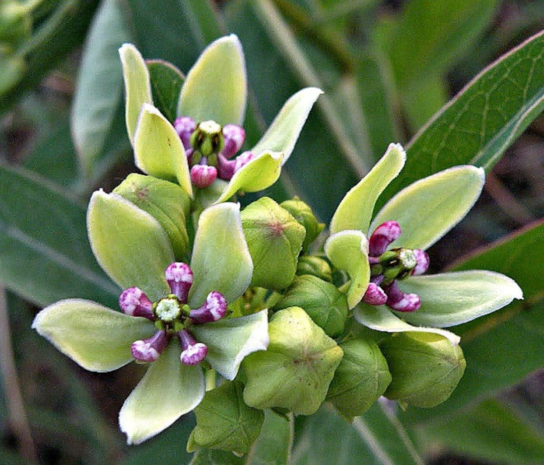 Spider Milkweed, Asclepias Viridis, 10 Seeds, Butterfly Garden, Monarch ...