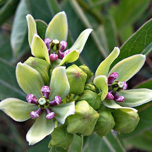 Spider Milkweed Asclepias Viridis 10 Seeds Butterfly - Etsy