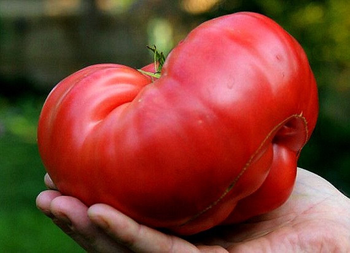 Goliath Tomato, Sale, Gigantic Fruit, Hearty Flavor, 10 Heirloom Seeds ...
