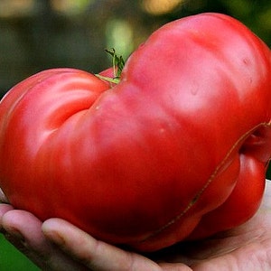 Goliath Tomato, Sale, Gigantic Fruit, Hearty Flavor, 10 Heirloom Seeds ...