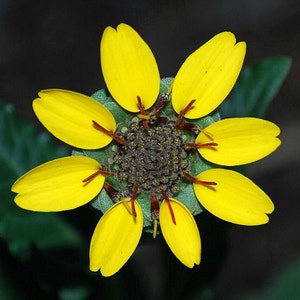 Chocolate Daisy Flower, 10 Seeds, Berlandiera Lyrata, Fragrant, Cold ...