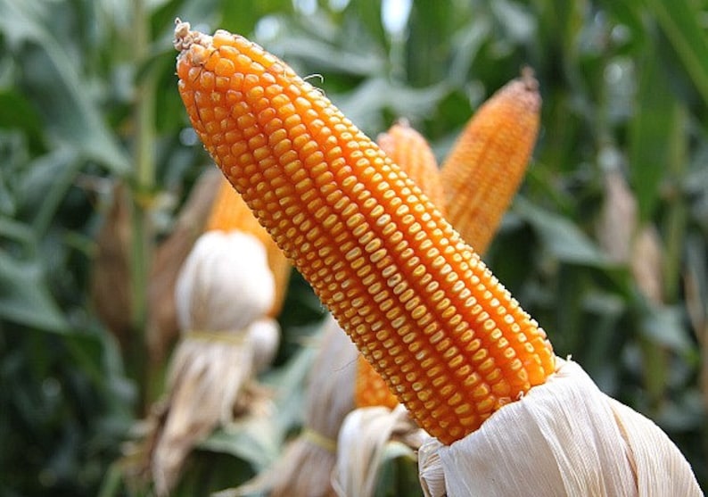 Strubbe's Orange Corn, 20 Seeds, Vibrant, Non GMO Heirloom, Great for ...