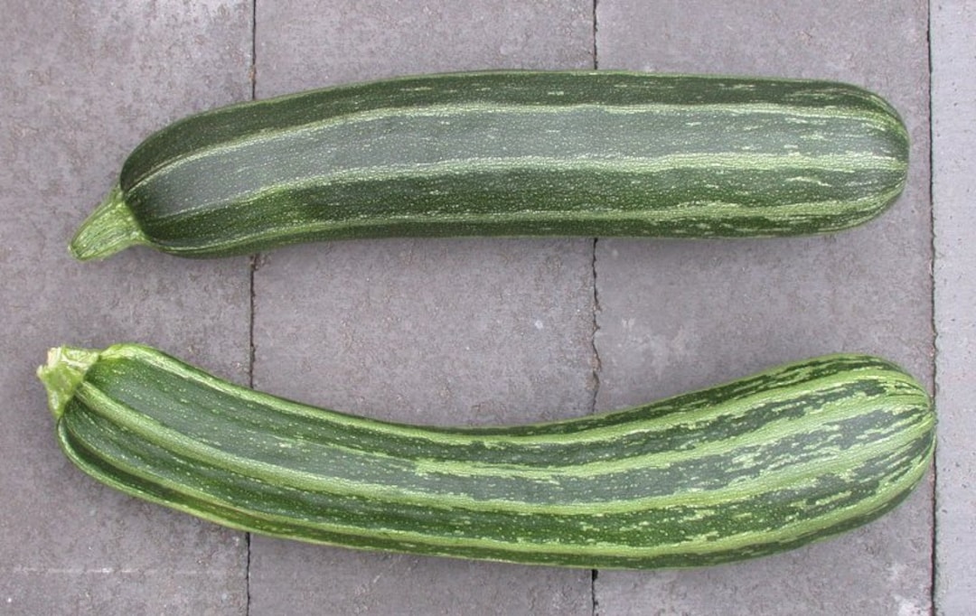 Cocozelle Zucchini, Vibrant, Fragrant Blooms, Striped Flavorful Fruit ...