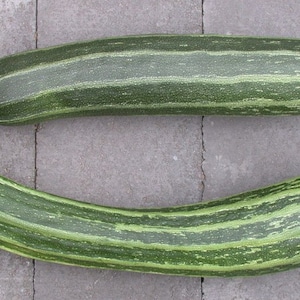Cocozelle Zucchini, Vibrant, Fragrant Blooms, Striped Flavorful Fruit ...